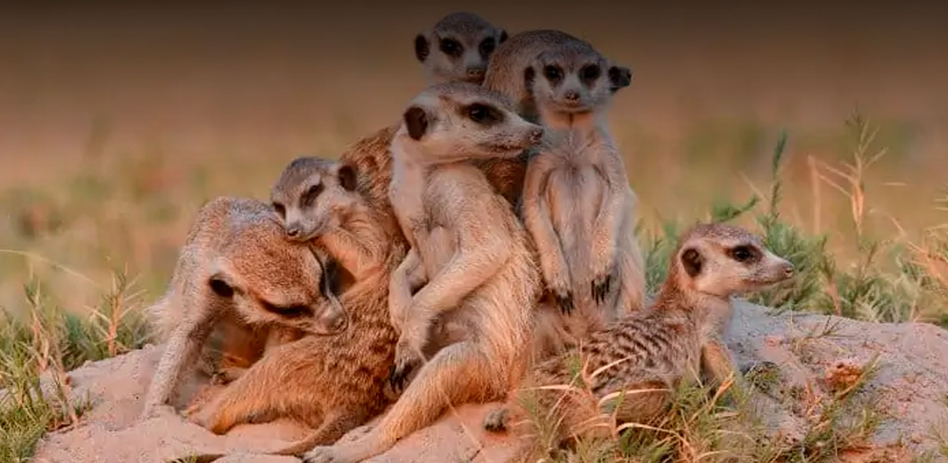 Conheça o Chobe - Viagens & CIA